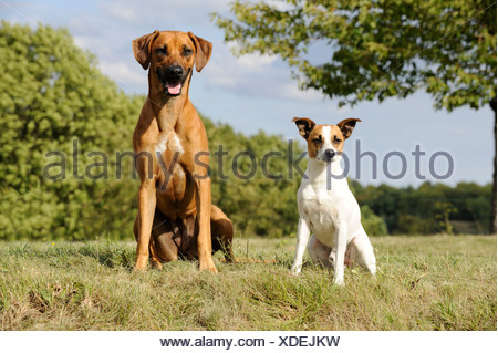 Rhodesian Ridgeback & Parson Russell Terrier Stock Photo: 75331452 - Alamy