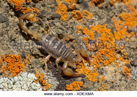 Boreal Scorpion, Paruroctonus boreus, Oregon, USA Stock Photo: 69999352 ...