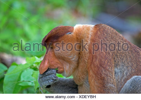 Portrait of Proboscis monkey eating in forest -Malaysia Bako Stock ...
