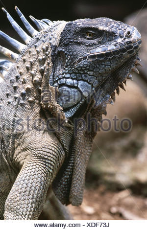 Iguana iguana, green Leguan, adult, full-grown, tread, nature, Wildlife ...