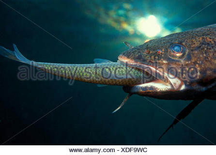 Burbot eating Common Roach / (Lota lota), (Rutilus rutilus Stock Photo ...