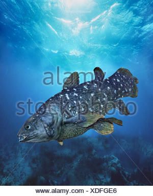 West Indian Ocean coelacanth (Latimeria chalumnae). Dated 1939 Stock ...