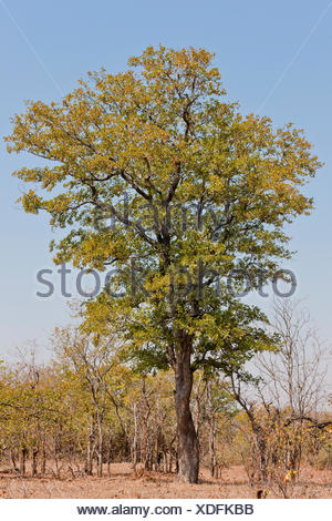 Mopane tree (Colophospermum mopane), Kruger National Park, South Stock ...
