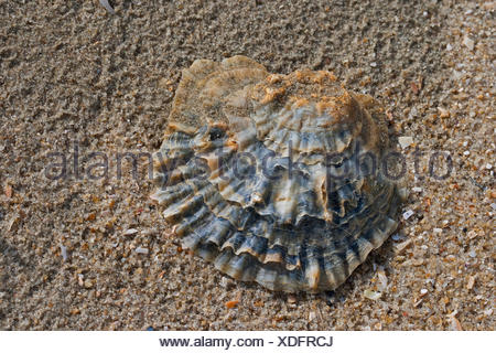 European flat oyster, Colchester native oyster, mud oyster, edible ...