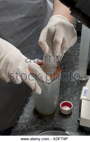 Carrying out fecal egg count in sheep faeces, to check level of Stock ...
