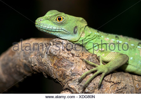 Plumed Basilisk lizard (Basiliscus plumifrons), feet and toes Stock ...