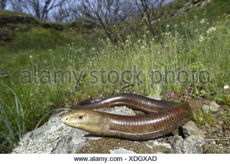 European glass lizard, armored glass lizard (Ophisaurus apodus Stock ...