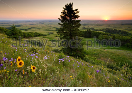 Wildflowers and sunset at Bald Butte, Cypress Hills Interprovincial ...