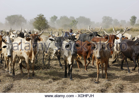 Zebu cattle herd, at Lagdo Lake, northern Cameroon, Cameroon, Africa ...