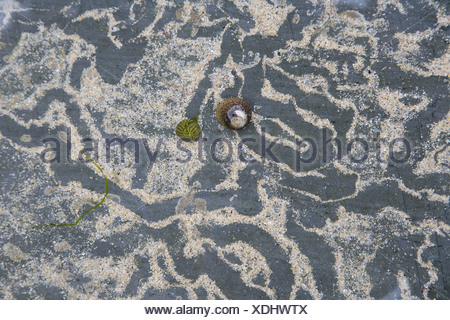 Thick or toothed topshell (Monodonta lineata) live in rockpool with ...