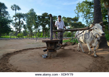 Burmese man in a Longyi or wrap-around skirt, and an ox which turns a ...