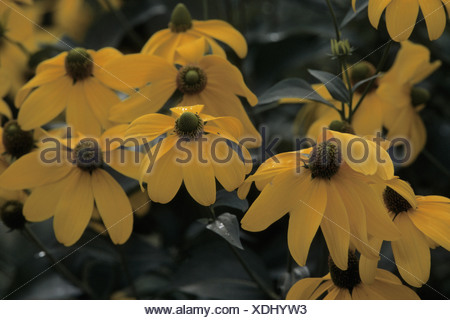 cutleaf coneflower, cut-leaved coneflower, green-headed coneflower ...