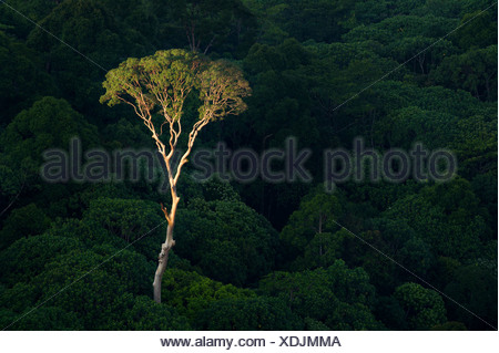 Emergent Menggaris Tree protruding the canopy of lowland Dipterocarp ...