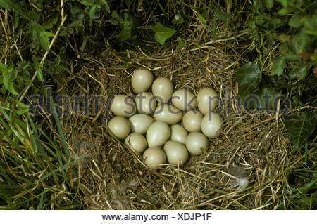 Partridge eggs. Perdix perdix. Grey partridge Stock Photo - Alamy