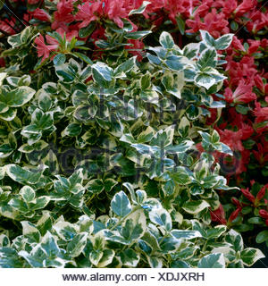 Euonymus fortunei Emerald Gaiety Stock Photo: 22751305 - Alamy
