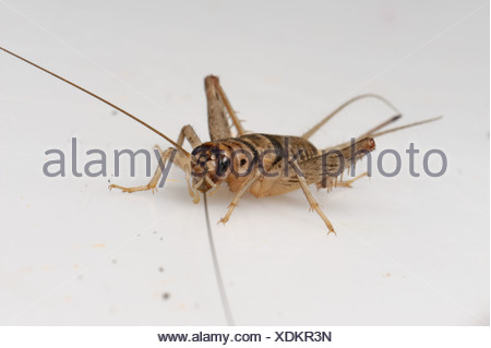 Tropical house crickets Gryllodes sigillatus various stages Stock Photo ...