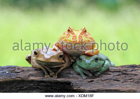Three frogs sitting on a log, Indonesia Stock Photo: 129598592 - Alamy