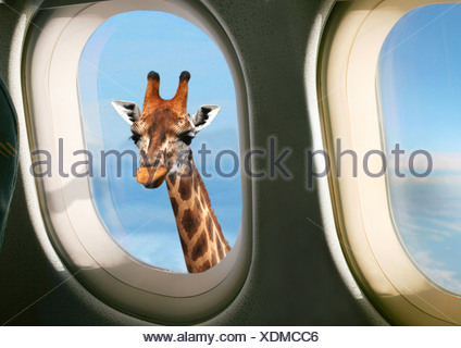 Giraffe looking through the window Stock Photo: 309789255 - Alamy