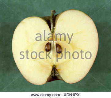 APPLE CUT IN LONGITUDINAL SECTION (DICOT Stock Photo - Alamy