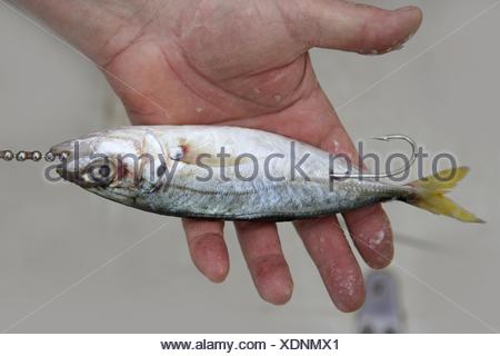 goggle eye mackerel live bait fish hook tackle on fisherman hands Stock ...