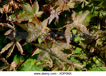 Japanese Maple Powdery Mildew