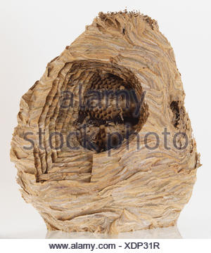 Cross section of a wasp nest Stock Photo: 39777107 - Alamy