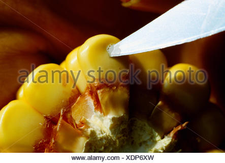 Corn kernels in cross section, showing embryos and endosperm Stock ...