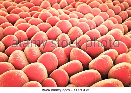 Monolayer of human cells. Computer illustration that can be used to ...