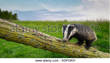 badger Meles meles climbing on a log Stock Photo: 17883065 - Alamy