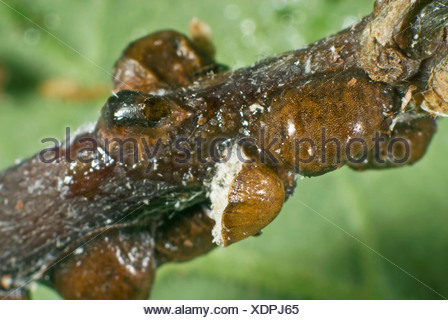 The exit hole of a parasitoid wasp, Encyrtus infelix, in the shell of ...