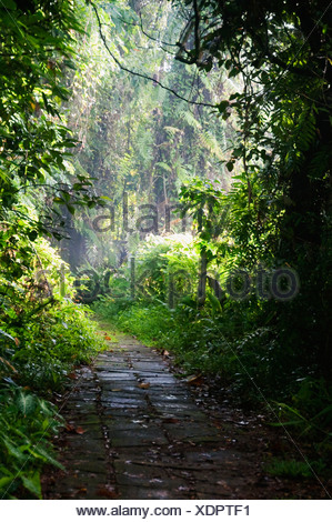 Trail passing through a forest, Tirupati, Chittoor District, Andhra ...