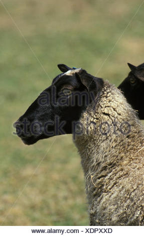 ROMANOV SHEEP, A BREED FROM RUSSIA Stock Photo - Alamy