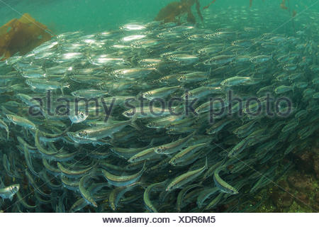 Pacific herring (Clupea pallasii Stock Photo: 216264678 - Alamy