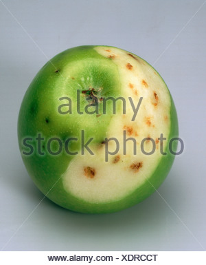 Partly peeled apple showing bitter pit a symptom of calcium Stock Photo ...