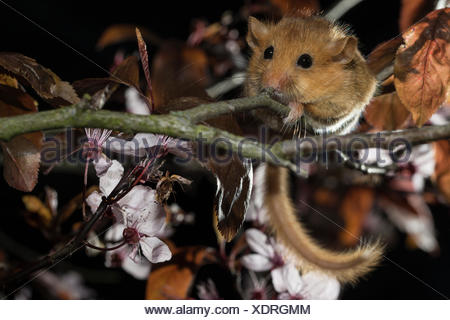 Hazel Dormouse, adult, in cherry flowers, (Muscardinus avellanarius ...
