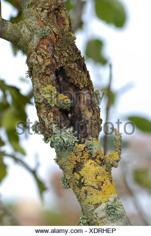 Large apple canker Neonectria ditissima lesion on a branch of an Stock ...