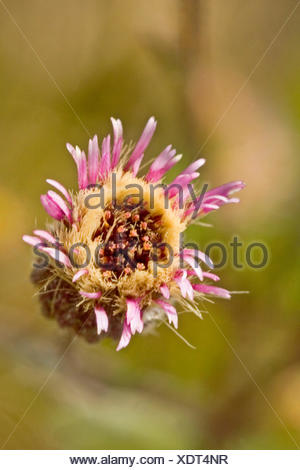 bitter fleabane, blue fleabane, plant, plants Stock Photo: 27741795 - Alamy