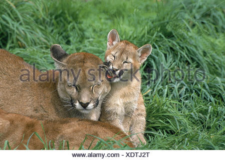 Cougar, puma concolor, Cub licking Mother Stock Photo - Alamy