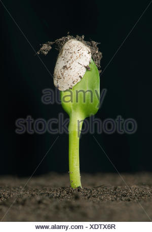 Sunflower seedling with cotyledons still trapped inside the seed coat ...