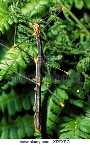 Peruvian fern stick insect / Peruvian stick insect (Oreophoetes peruana ...