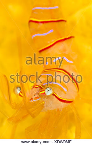 Candy stripe shrimp (Lebbeus grandimanus) on a yellow sponge Stock ...