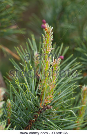 Young Scots pine trees (Pinus sylvestris) growing near rocky shore of ...