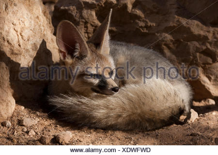 Israel, Negev Desert, Blanford's Fox (Vulpes cana) a small fox found in ...