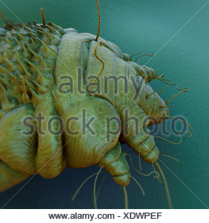 A close up view of the cause of scabies - the mite Sarcoptes scabiei ...