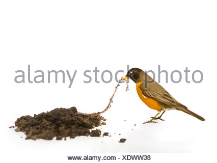 A robin catching a worm Stock Photo: 19922166 - Alamy
