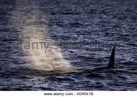 A backlight of killer whale, Orcinus Orca, isolated on white background ...