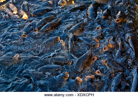 carp, lake mead, Nevada, fish, USA, United States, America, lake Stock ...