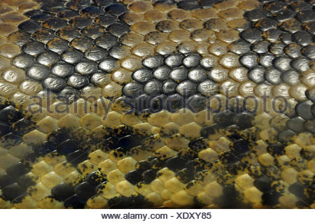 Yellow anaconda snake skin covered in textured scales animal Stock ...