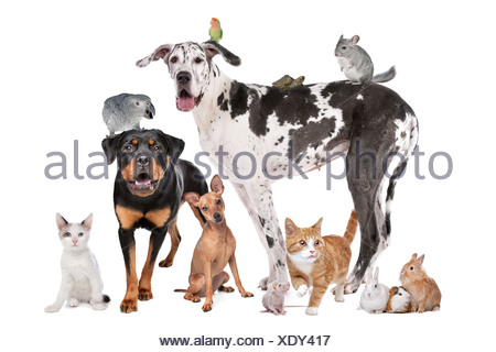 Group of pets together in front of white background Stock Photo ...