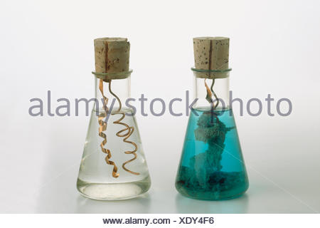 Two glass flasks of copper coils in silver salt solution, before and ...